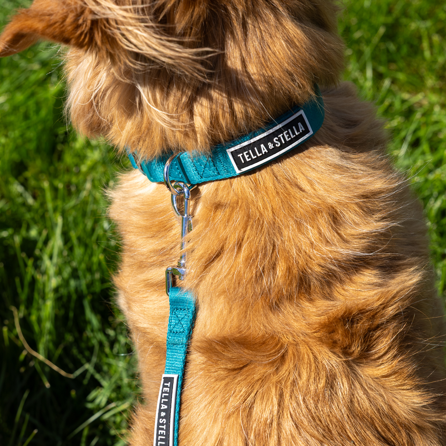 Collier pour chien Bleu sarcelle – Tella & Stella